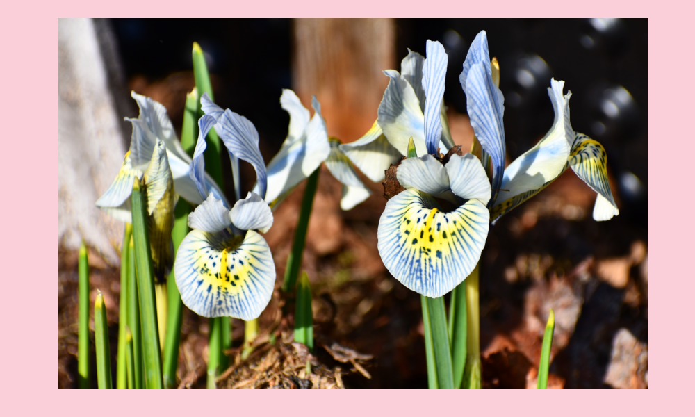 Iris Planting: A Step-by-Step Guide For Adding Elegance to Your Garden ...